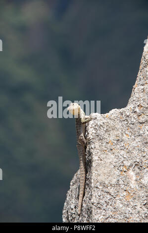 A mountain lizard at Machu Picchu, Peru, South America Stock Photo - Alamy
