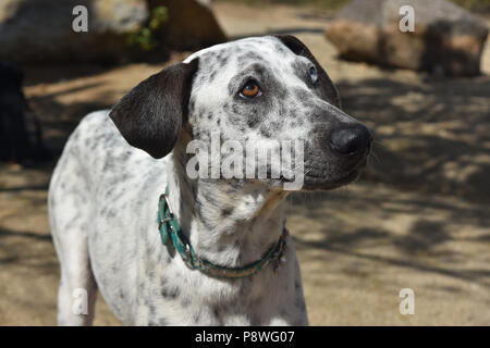 Aruban cunucu dog with different color eyes Stock Photo - Alamy