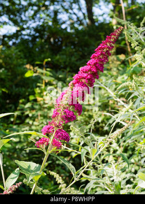 Buddleja 'Buzz Magenta' shrub in flower Stock Photo - Alamy