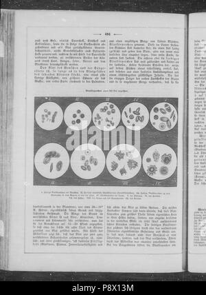 . 119 Die Gartenlaube (1853) b 494 Stock Photo - Alamy