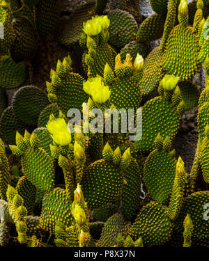 wild green cactuses in andalusia, plants typical for dry tropical ...