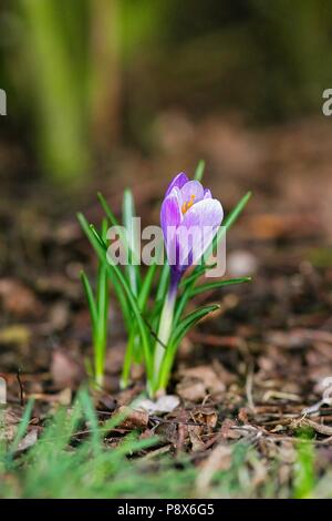 Crocus (Crocus spec.), early flowering plants in backyard, Brandenburg ...