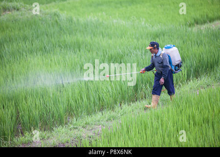 Man spraying fertiliser fertilizer pesticide in groundnut peanut field ...