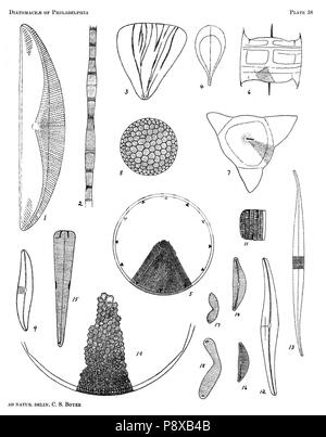 Diatomaceae of Philadelphia Plate 38 Stock Photo - Alamy