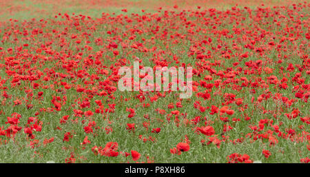 Poppy fields in Kent UK Stock Photo - Alamy