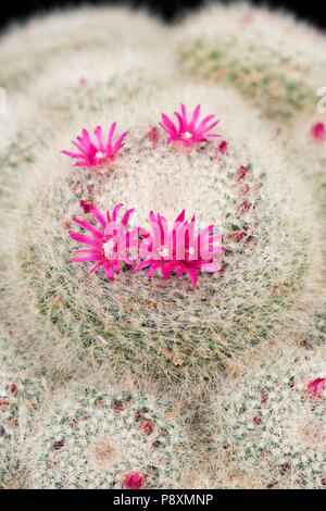 Mammillaria hahniana (old lady cactus) is a species of flowering plant ...