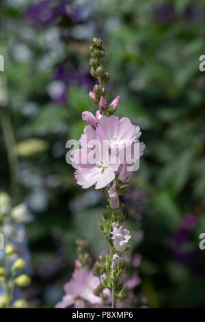 Sidalcea ‘Elsie Heugh’ prairie mallow Elsie Heugh – upright racemes of ...