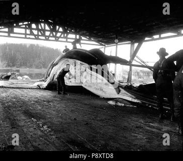 . 287 Flensing a whale, Tyee Co whaling station, Tyee, Alaska, August ...