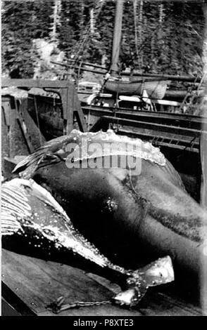 Flensing a whale, Tyee Co, Tyee, Alaska, August 25, 1910 (COBB 19 Stock ...