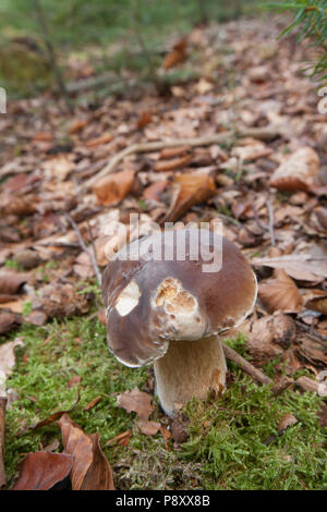 Single Boletus mushroom in the wild. Porcini mushroom (cep, porcino or ...