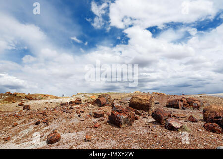 Stunning petrified wood in the Petrified Forest National Park, Arizona ...
