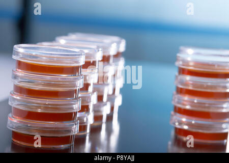blood agar culture plate growing Bacillus anthracis (anthrax Stock ...