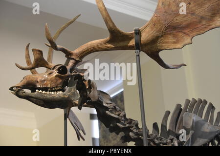 Fossil skeleton of an extinct Pleistocene Irish Elk (Megaloceros ...