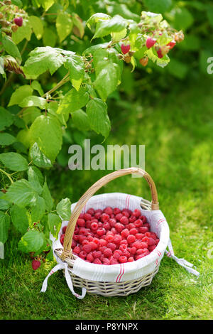 a lot of ripe raspberries in a wicker basket Stock Photo - Alamy