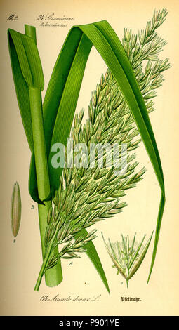Arundo donax, a tall perennial cane, giant cane, elephant grass ...