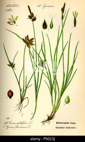 Carex pilulifera L Stock Photo - Alamy