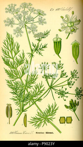 Plants and gardening Caraway Carum carvi, meridian fennel plant ...