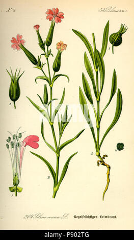 Illustration Silene conica0 Stock Photo - Alamy