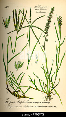 Illustration Tragus racemosus0 Stock Photo - Alamy