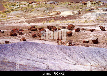 Stunning petrified wood in the Petrified Forest National Park, Arizona ...