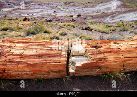Stunning petrified wood in the Petrified Forest National Park, Arizona ...