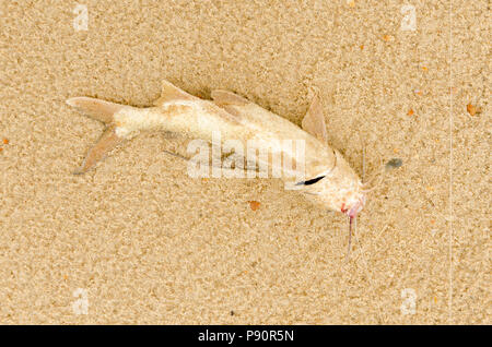 Dead Fish lying on the beach Stock Photo: 25028593 - Alamy