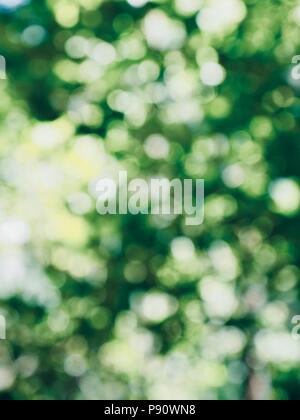 Leaf bokeh in the forest, missed focus Stock Photo - Alamy