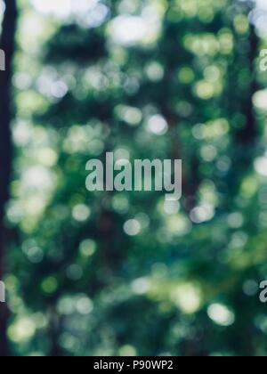 Leaf bokeh in the forest, missed focus Stock Photo - Alamy