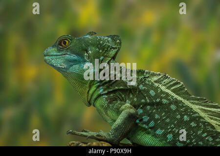 Close up foot of Double crested basilisk {Basiliscus plumifrons} Stock ...
