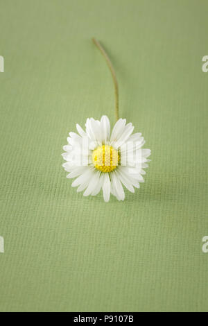 A daisy flower on a background of green grass Stock Photo - Alamy