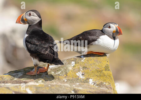 two common puffin on rock Stock Photo - Alamy