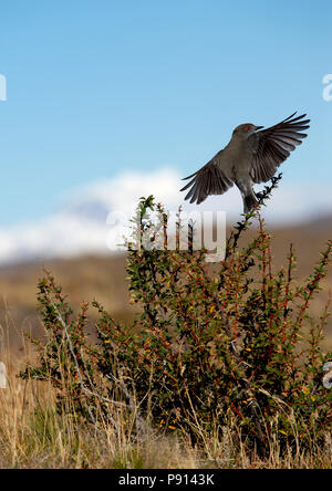 Fire-eyed Diucon (Xolmis pyrope), Queulat National Park, Chile Stock ...