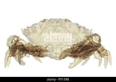 X-ray dark-finger coral crab isolated. 3d render Stock Photo - Alamy