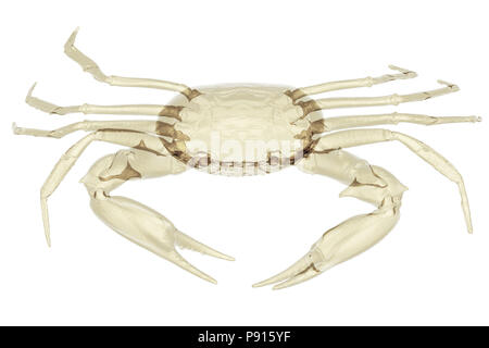 X-ray crab isolated. 3d render Stock Photo - Alamy