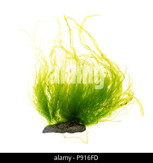 Ulva sp., probably U. intestinalis (formerly Enteromorpha intestinalis ...