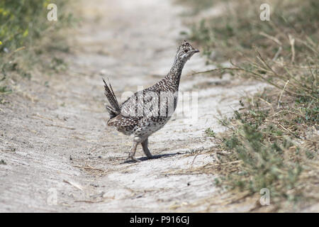 Sharp-tailed Grouse July 5, 2010 Badlands National Park, South Dakota ...