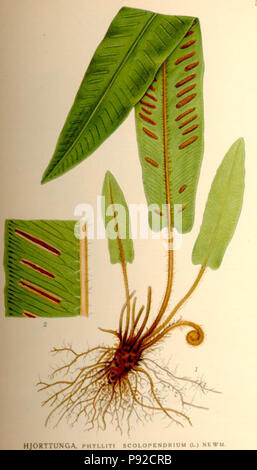 Phyllitis scolopendrium nf Stock Photo - Alamy