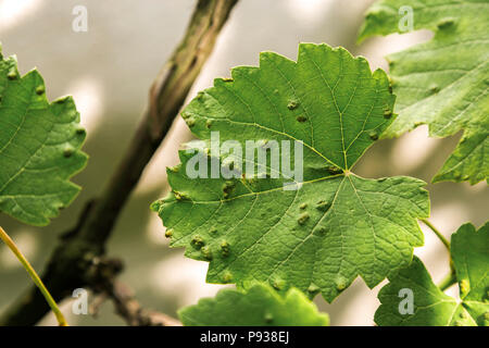 Sick vine grape leaves infected with mildew fungal disease with white and brown spots Stock ...