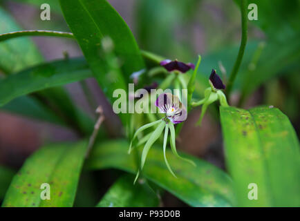 Belize National Flower - the Black Orchid Stock Photo - Alamy