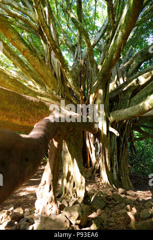 Branches and hanging roots of giant banyan tree growing on famous ...