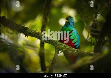 Panama wildlife with a Resplendent Quetzal, Pharomachrus mocinno, in La ...