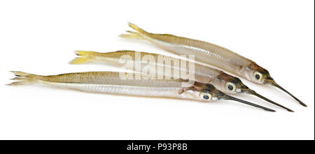 Needlefish of fresh water over white background Stock Photo - Alamy
