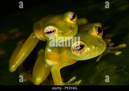 Panama wildlife with mating spiny cochran frogs, Teratohyla spinosa, at ...