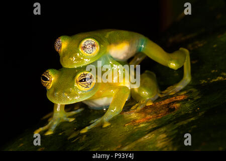 Panama wildlife with mating spiny cochran frogs, Teratohyla spinosa, at ...