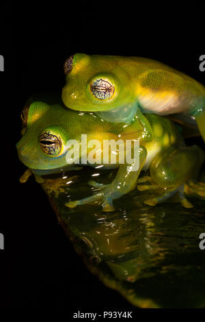 Panama wildlife with mating spiny cochran frogs, Teratohyla spinosa, at ...