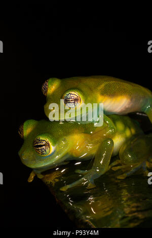 Panama wildlife with mating spiny cochran frogs, Teratohyla spinosa, at ...
