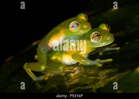 Panama wildlife with mating spiny cochran frogs, Teratohyla spinosa, at ...