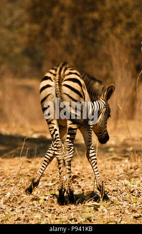 Baby Zebra, Equus quagga. Mana Pools National Park. Zimbabwe Stock ...