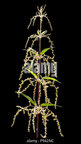Stinging nettle, closeup, green natural background Stock Photo - Alamy