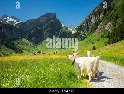 Seealpsee, Wasserauen, Appenzell Innerrhoden, Switzerland, Europe Stock ...